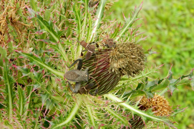 Deep South Kikos News: Thistle and Stinging Nettles