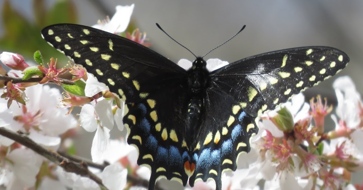 Bug Eric: Bug Eric 2020 Outlook