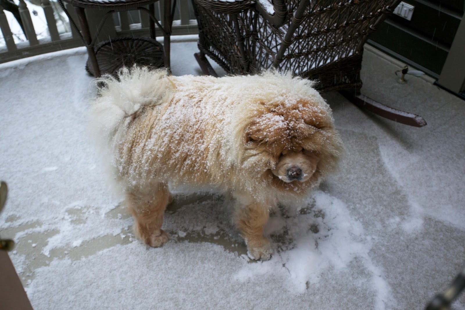 Teddy In The Snow