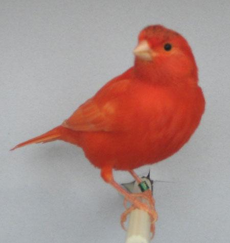 Pictures Blog: Red Canary Bird