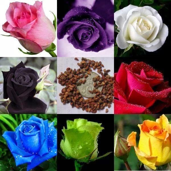 Benih Bunga: Benih Bunga Mawar Import