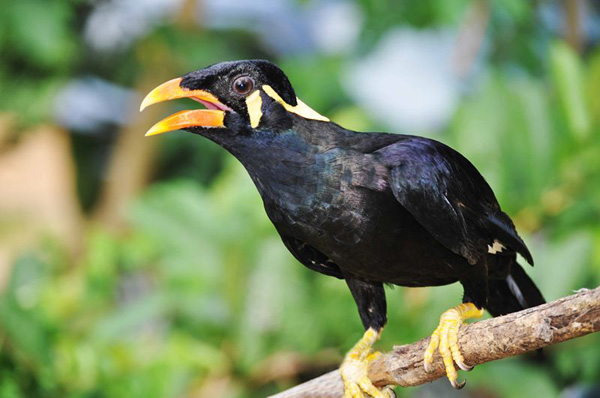 WILD DESA PUTRA: TIONG EMAS