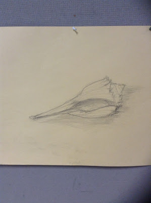 Draw/Paint 1: shell contour line drawing