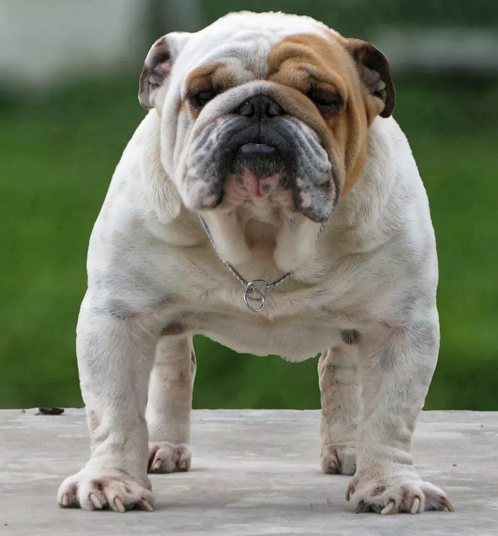 Bulldog Ingles