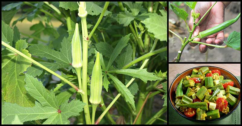 Help Fight Cancer, Manage Diabetes, And Prevent Kidney Problems With ...