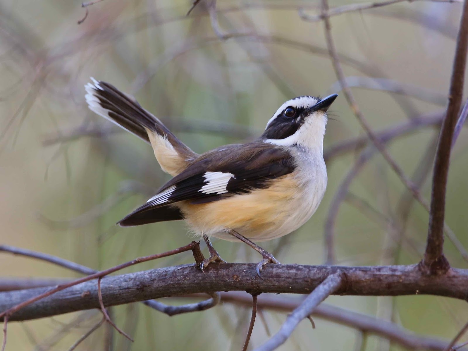 Avithera: Buff-sided Robin