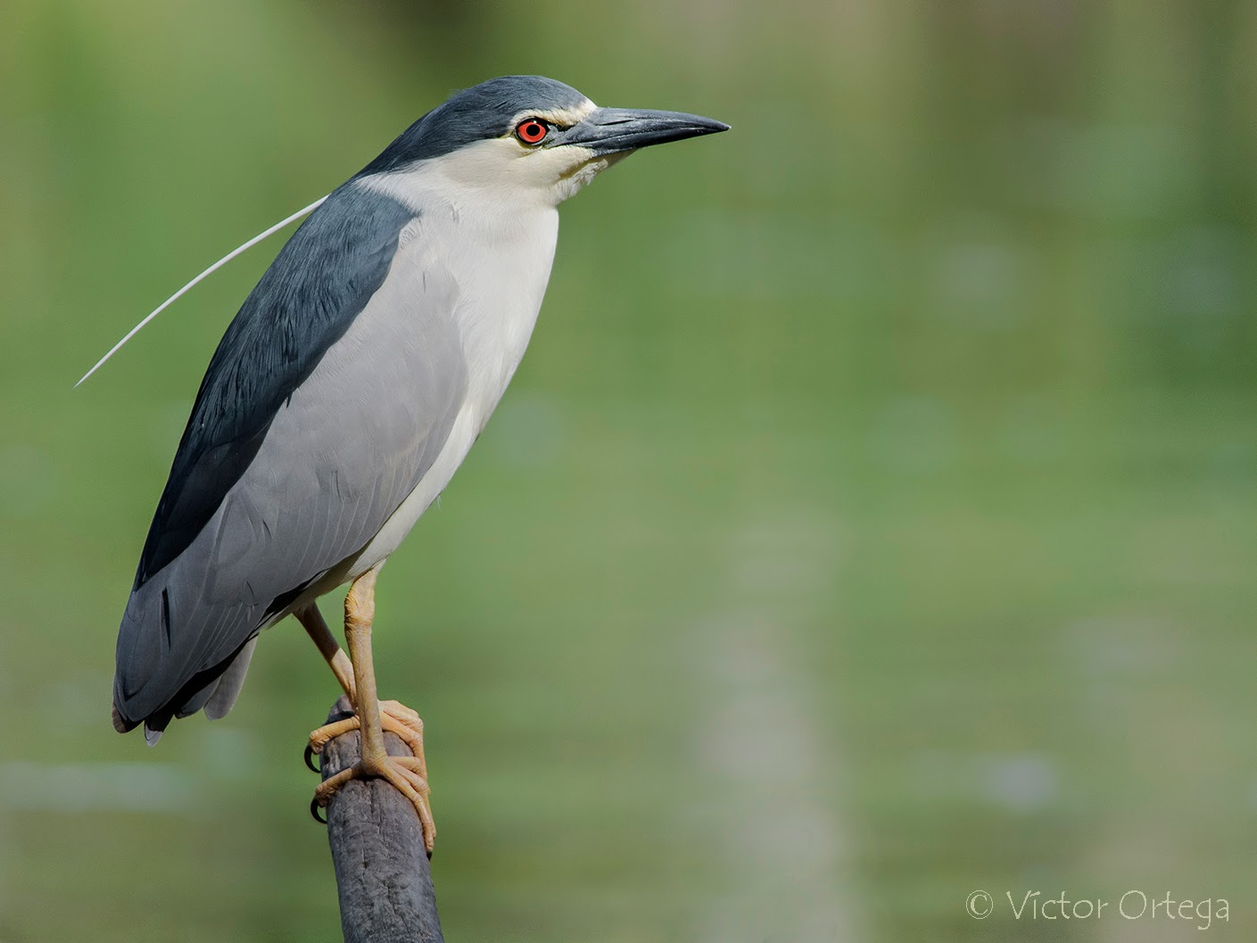 A través del Telescopio: Martinetes en el río