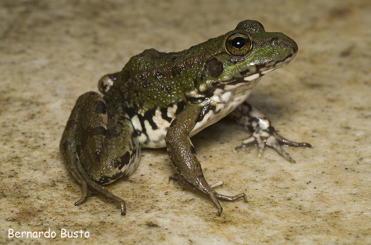 RÍA DE LA VILLA: Una rana en el río