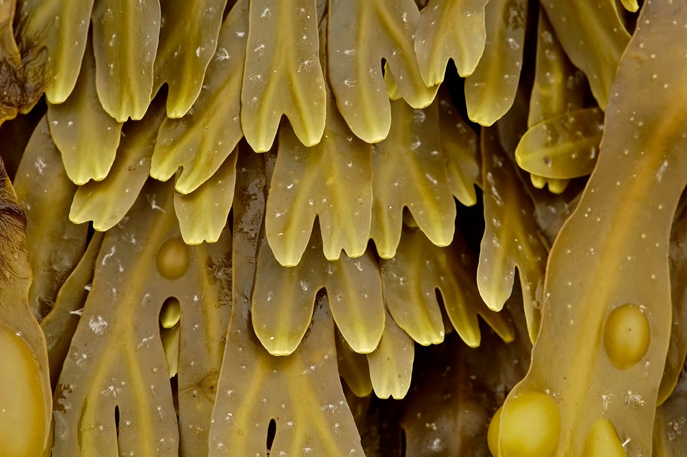 Scottish Wildlife Blog