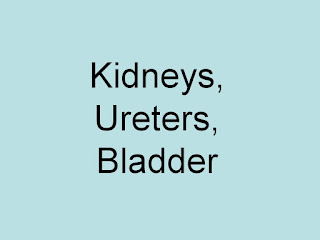 Student Survive 2 Thrive: Free Medical Terminology Flash Cards: Urinary ...