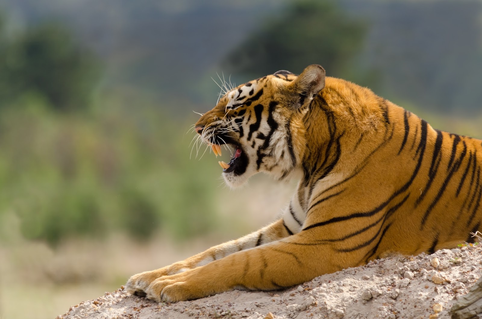 TV with Thinus: Nat Geo Wild on DStv and StarSat to celebrate ...