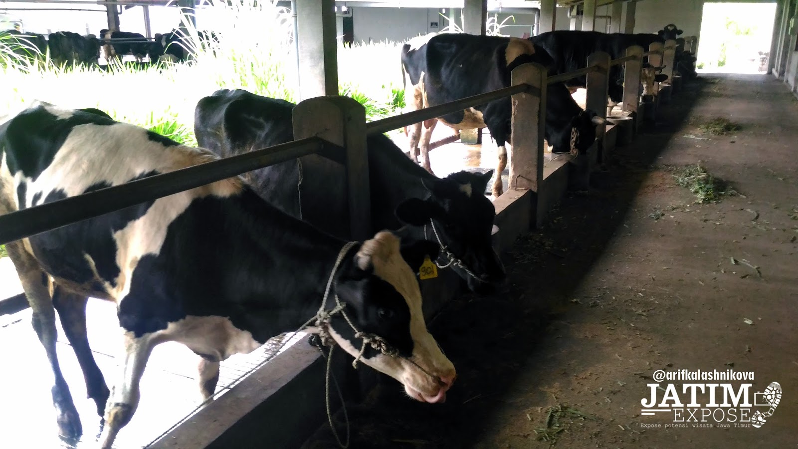 MY INSPIRATION: WISATA MILKINDO PETERNAKAN SAPI SUSU FANDA, Tegalsari ...