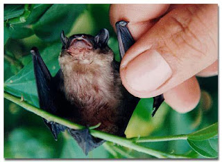 FUN FACTS: Smallest Bat