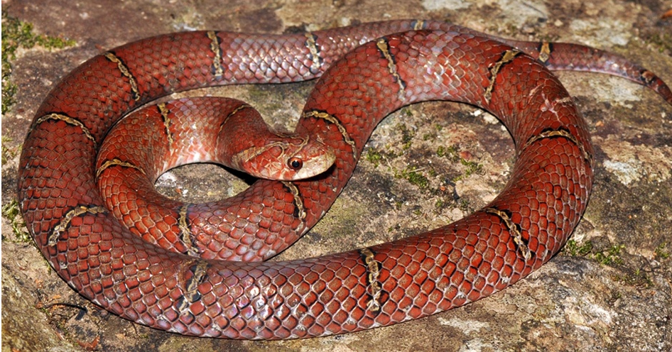 BIBOCA AMBIENTAL : NOVA ESPÉCIE DE COBRA É DOCUMENTADA