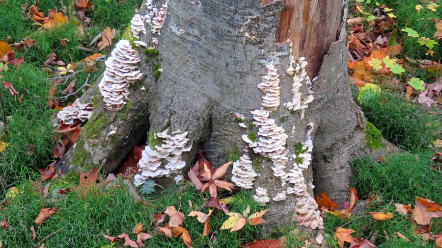 The Agatelady: Adventures and Events: Fall Color Drive and HIke from ...