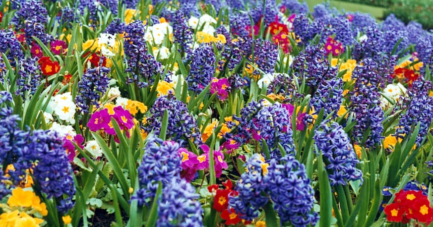 Reubens Lawn Care: How To Plant Spring Flower Bulbs