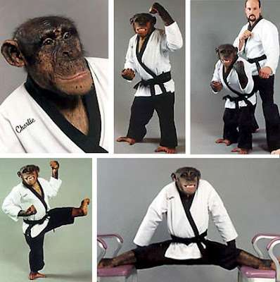 Macaco Evoluído: Macaco que luta Karate