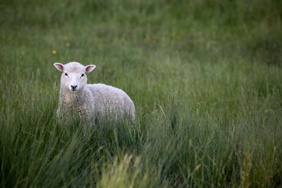 Getting Stitched on the Farm: The Closing Days of May