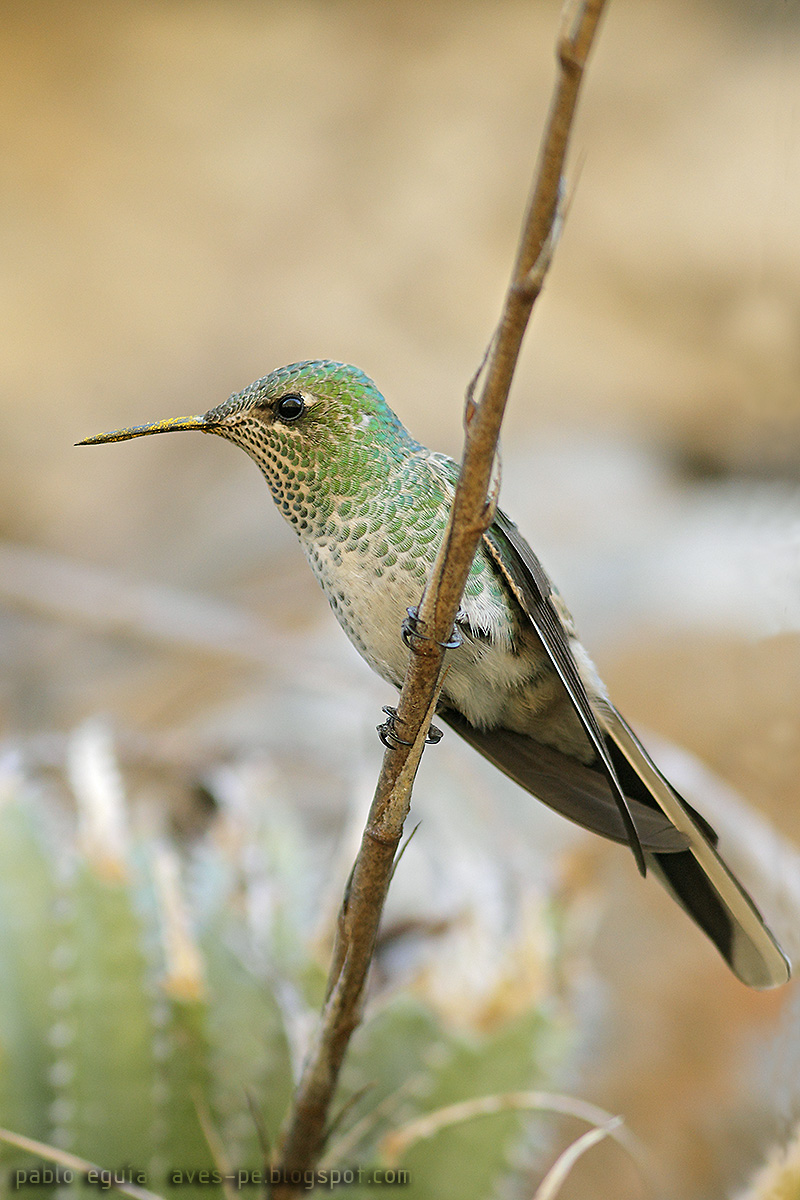 mis fotos de aves: Sappho sparganurus Picaflor Cometa Red-tailed Comet