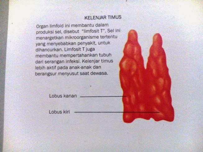 mengenal Cara Kerja Sistem Limfatik