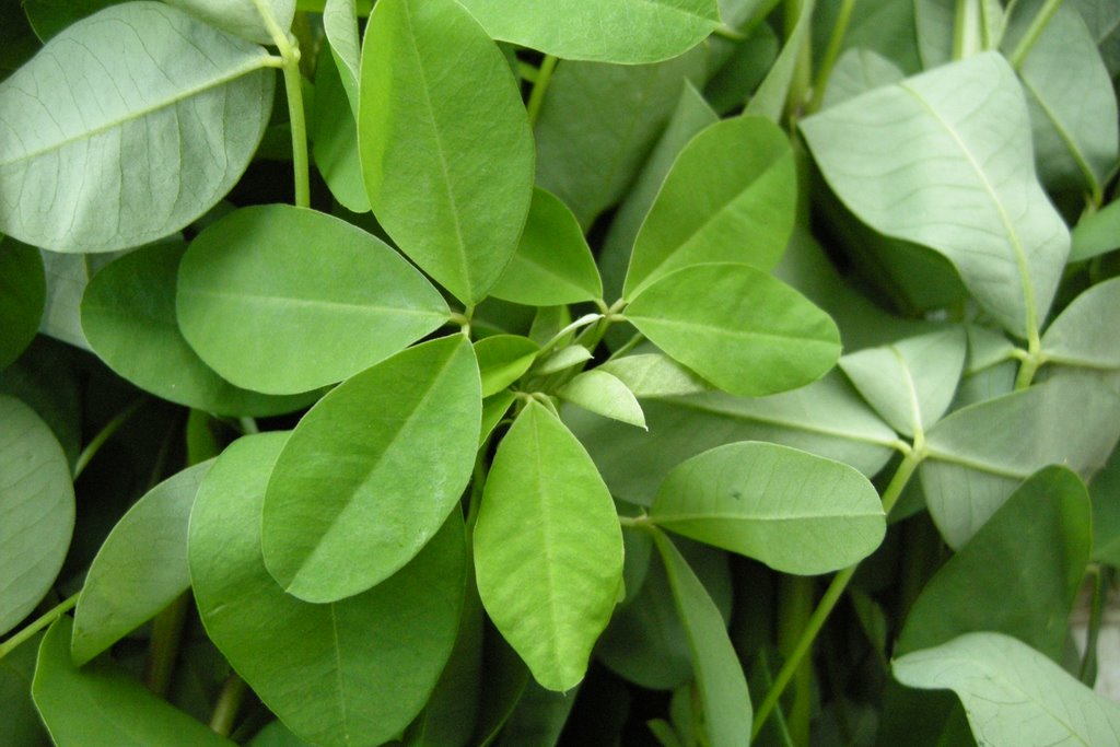 Caoba Farms - Organic Farming in Antigua Guatemala: Our Products