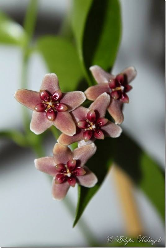 Hoyapassion: Hoya rubida - kwitnąca premiera