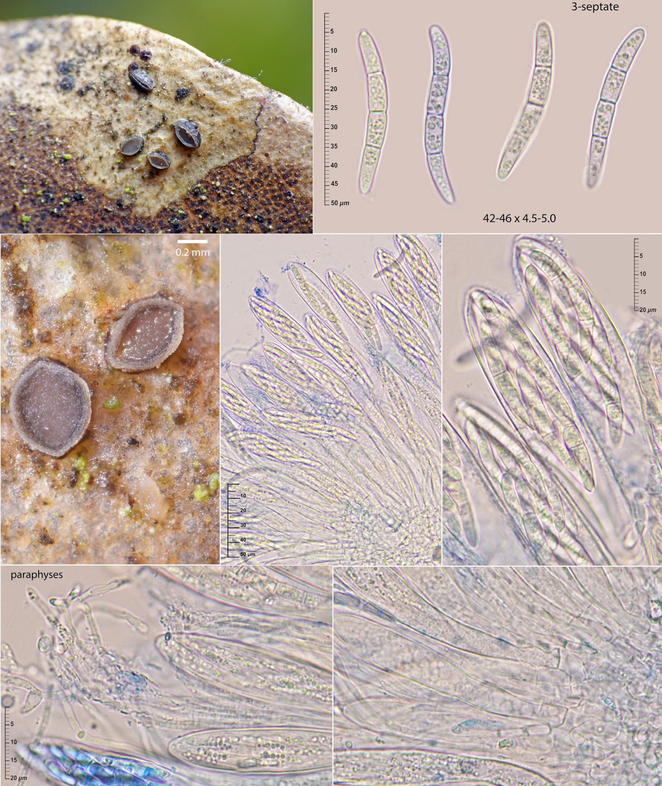 Hypoderma ilicinum De Not. • CEMAS Orden Rythismatales