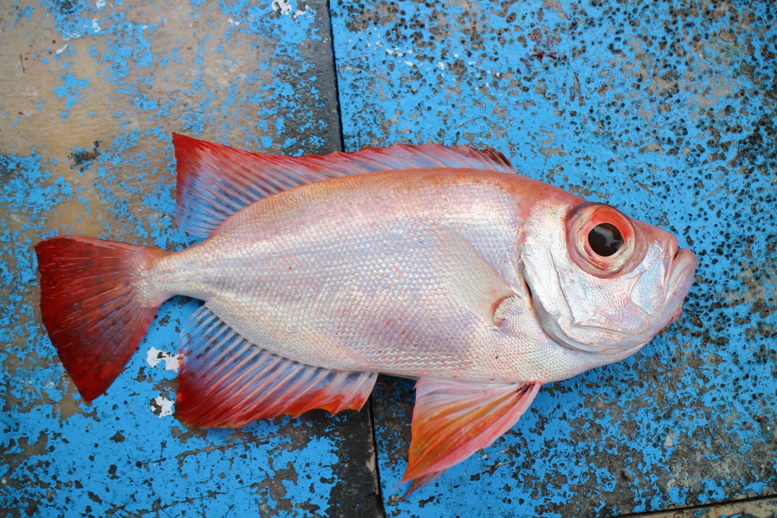 德先生魚筆記: 高背大眼鯛