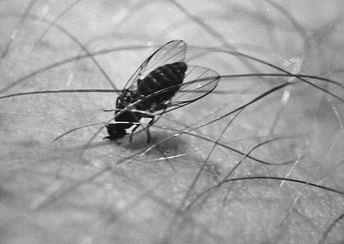 on target shooter nz: ARAWATA BILL 1865-1947 - A KIWI LEGEND