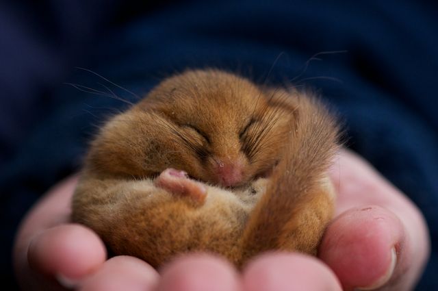 British Wildlife Centre ~ Keeper's Blog: Common Dormice