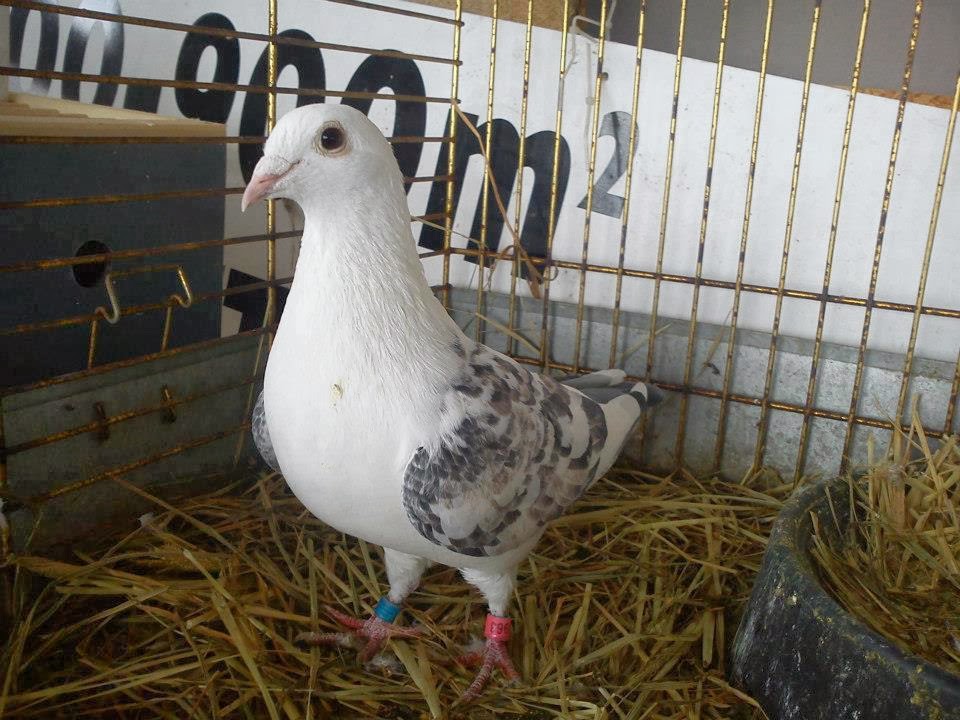 nieripigeons USA racing pigeons: Staf Van Reet uno de los mejores sin duda