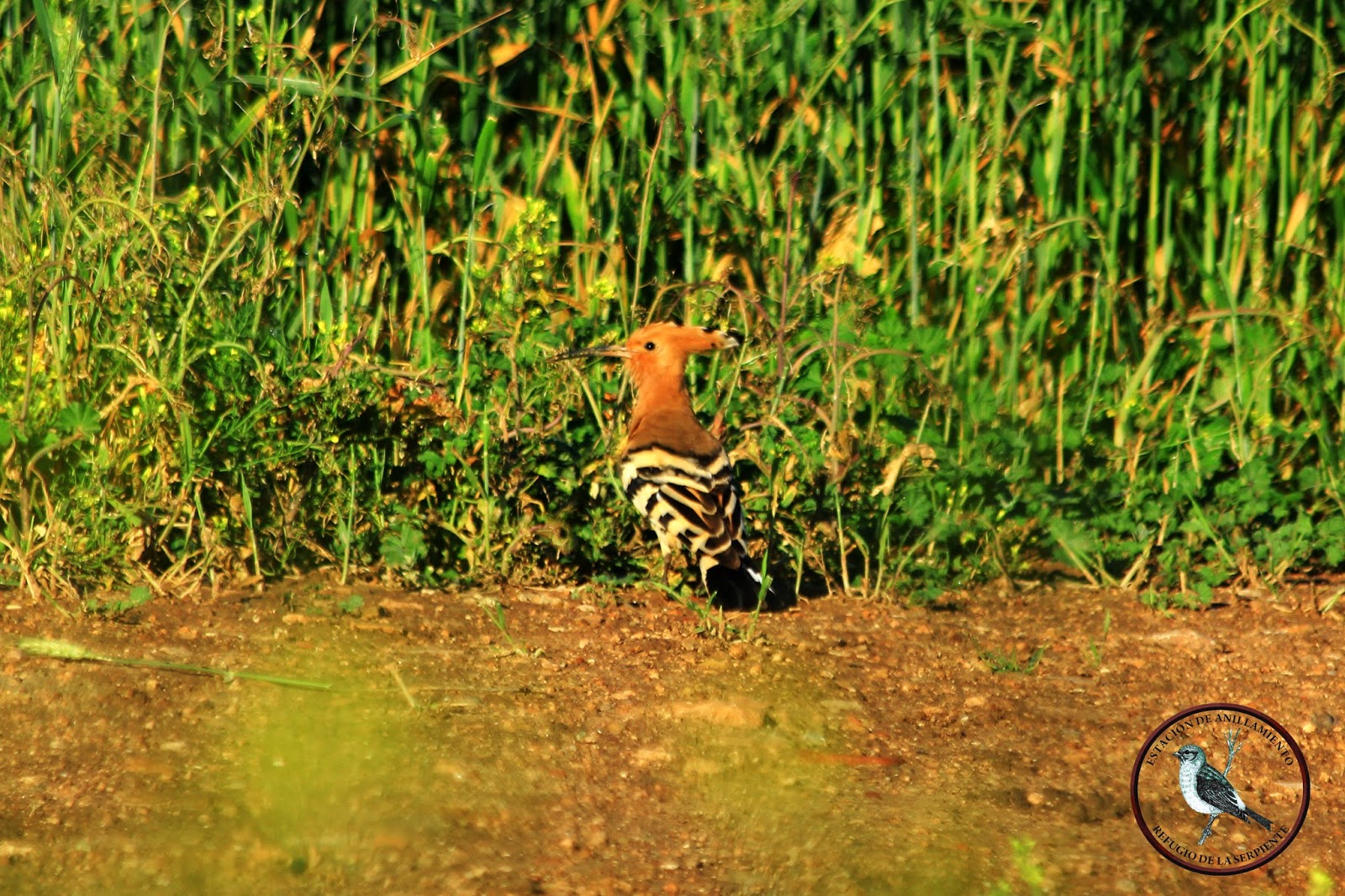 Crónicas Ornitológicas: abril 2014