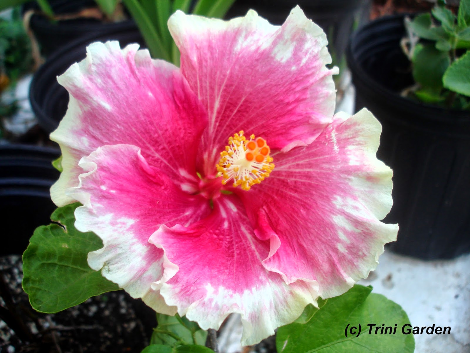 Trini Garden: Garden Bloggers' Bloom Day - May 2014
