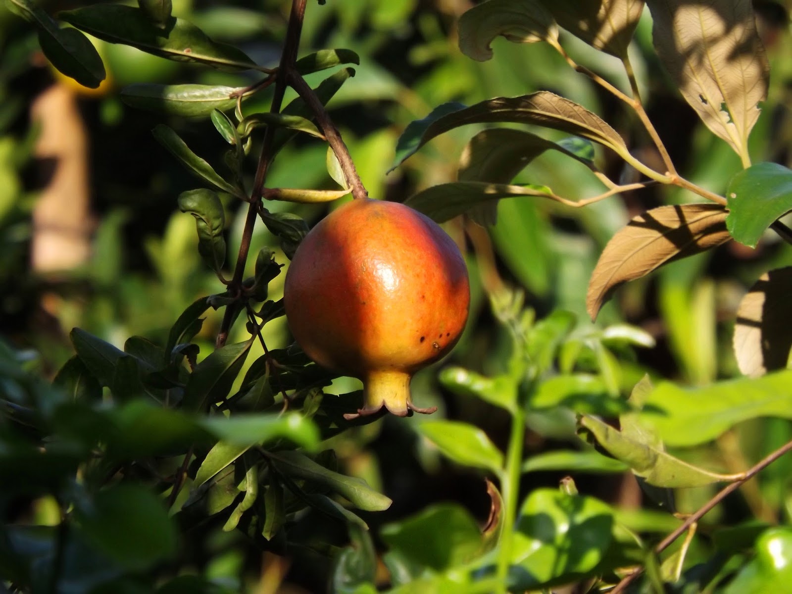 Dalim or Pomegranate, Punica granatum