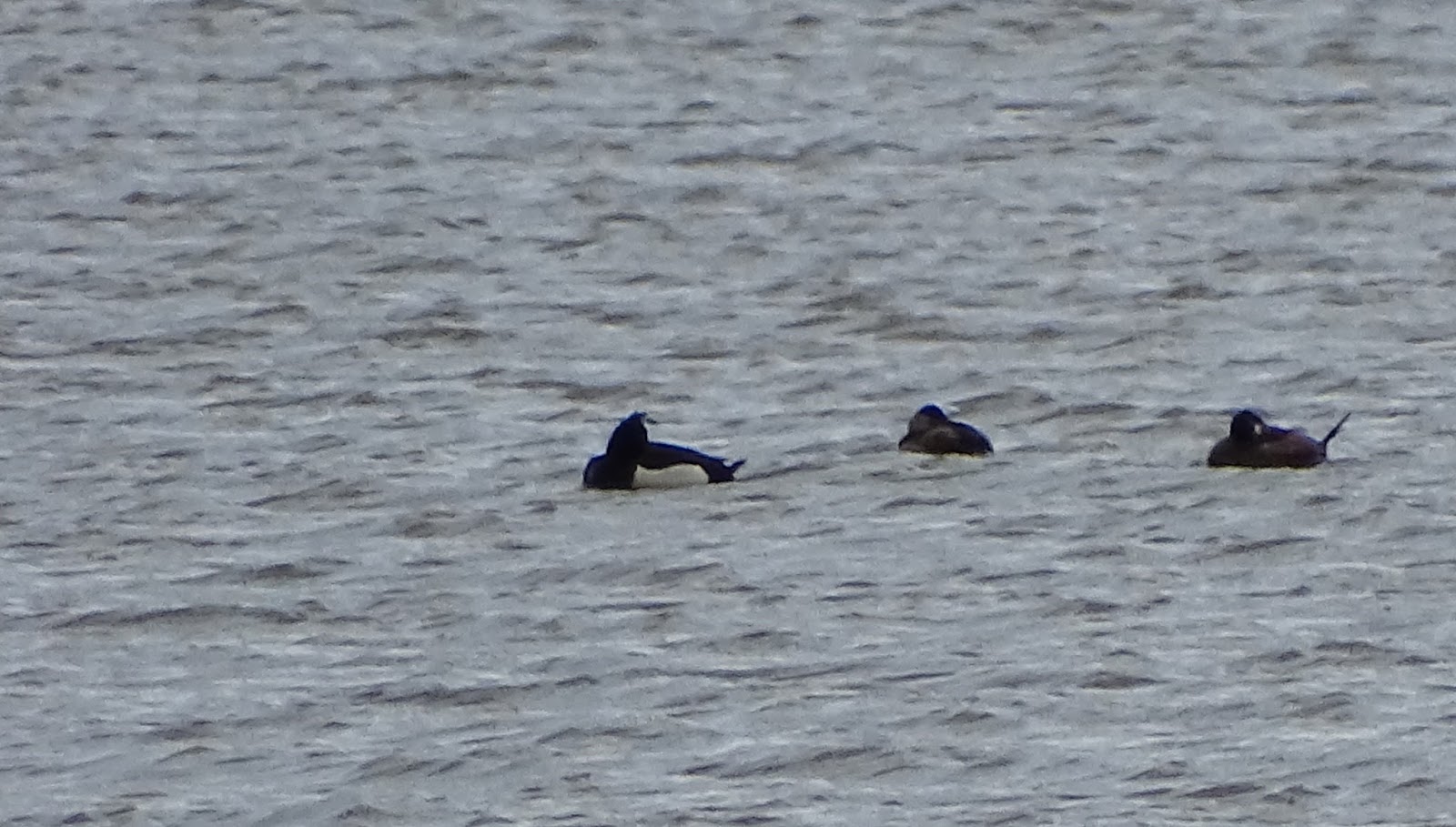 Birding Bulls: A rare Eurasian visitor to Bulls: Tufted Duck
