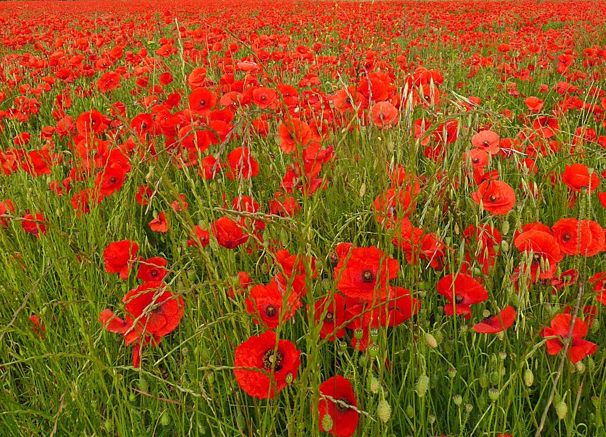 Living the life in Saint-Aignan: Coquelicots