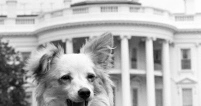 Famous Dogs in History: Pushinka: JFK's Soviet Dog