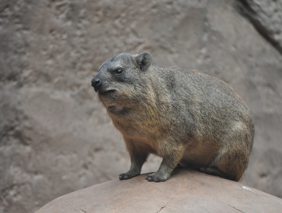 ZOOTOGRAFIANDO (6.100 ANIMALS): DAMÁN DEL CABO / CAPE HYRAX (Procavia ...