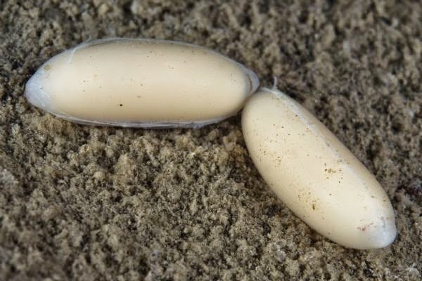 Info animales: MIXÍN DEL NORTE MYXINE GLUTINOSA