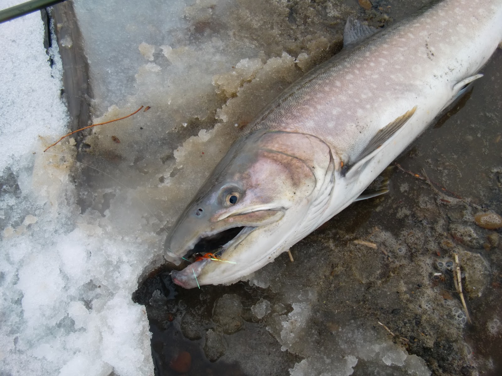 Irideus Fly Fishing Products: Fly fishing "Mongolian White Spotted Char ...