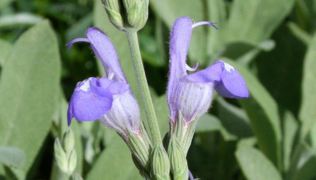 Menuda Natura: Salvia officinalis L.