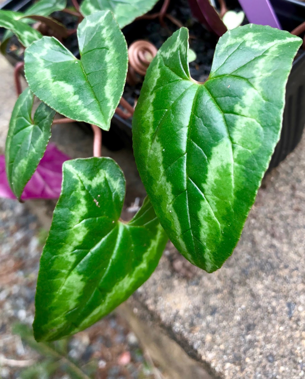 Bonney Lassie: The NHS Spring Ephemeral Plant Sale (And What I Bought)