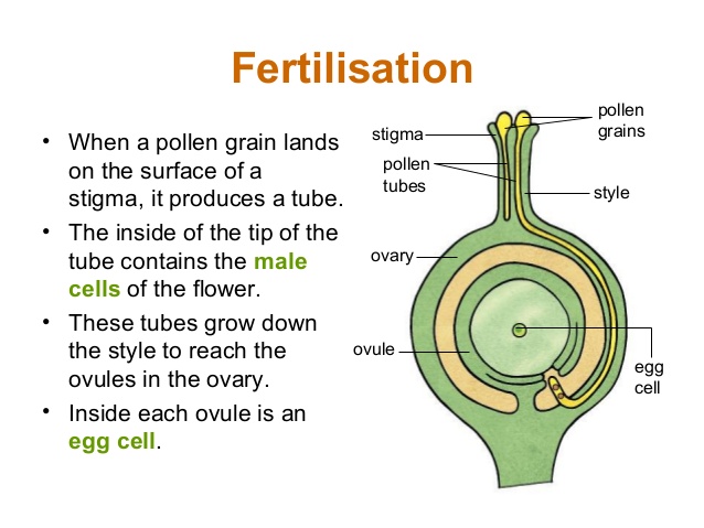 REPRODUCTION: Reproduction in complex life