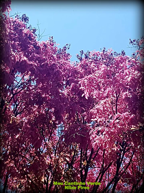 Meu Cantinho Verde: SAPUCAIA - ( Lecythis pisonis Cambess )