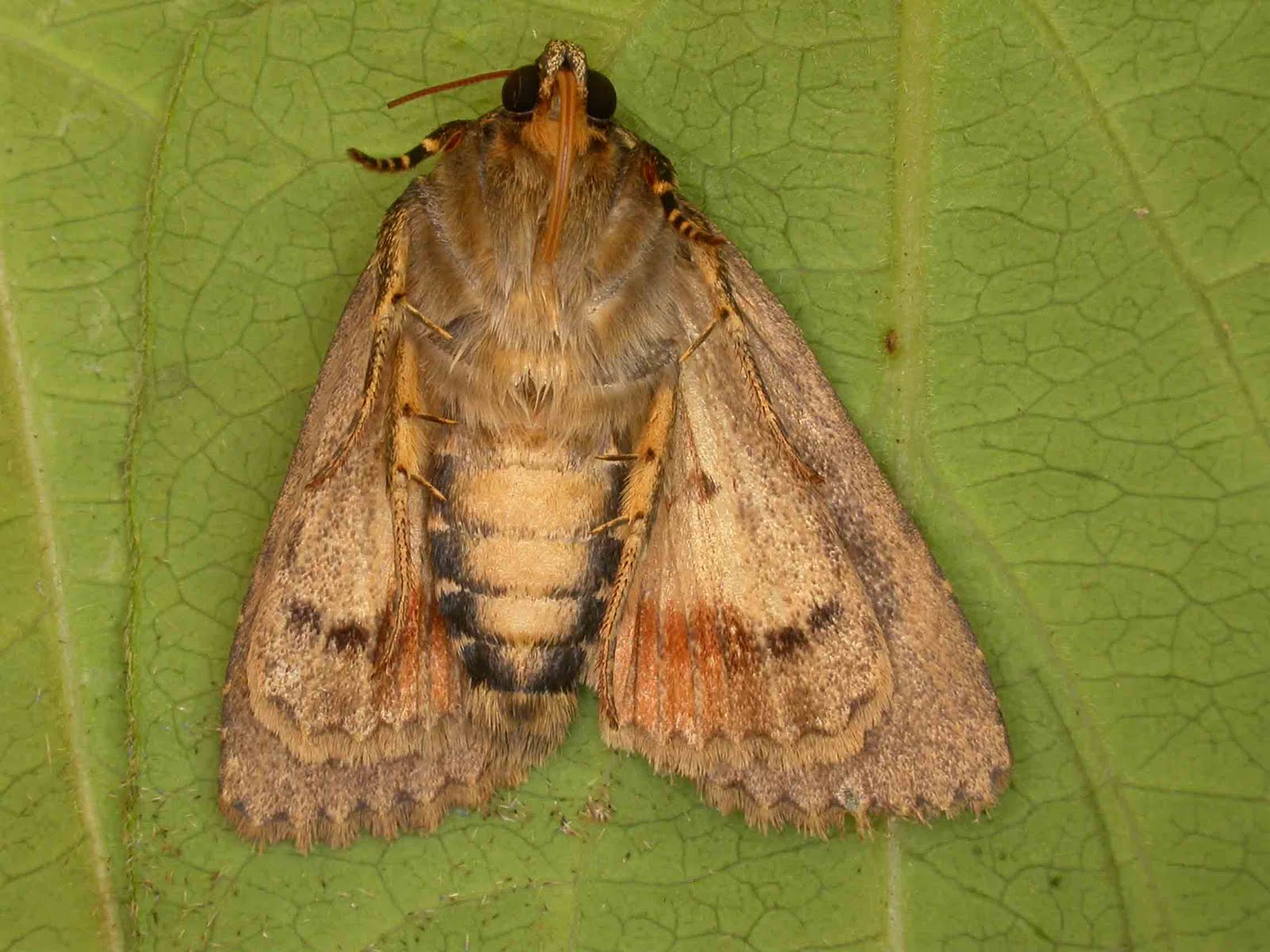Darley Dale Wildlife: Copper Underwing