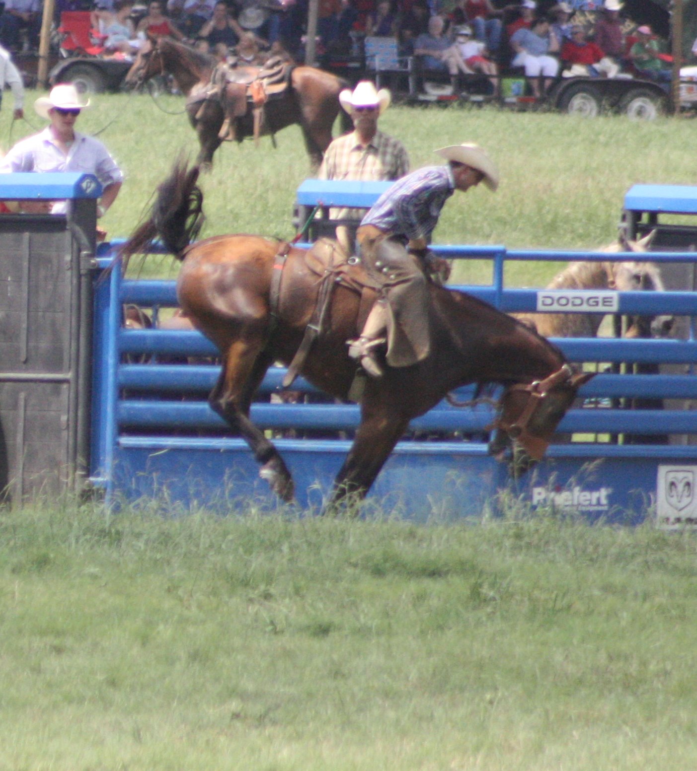 PairADice Mules: National Championship Chuckwagon Races Bronc Fanning