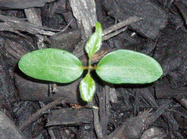 Poison Ivy - Nature's "Three Leaf Wonder": Poison Ivy Life Cycle, Part 1