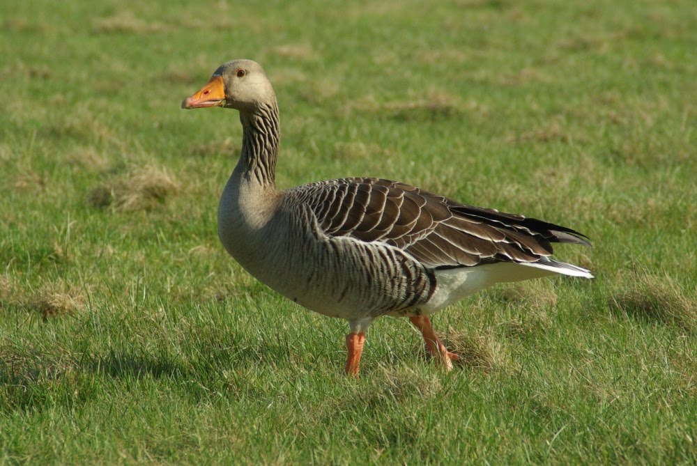 Naturphoto: Graugans
