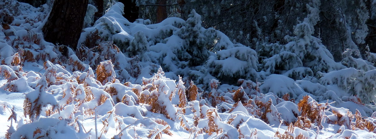 El Sherpa Loco: Más fresquitos que Walt Disney