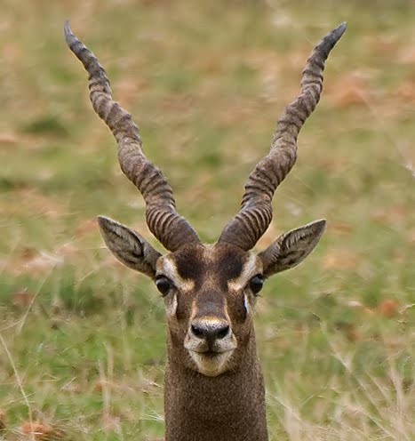Arjun Haarith: Jayamangali Black Buck Reserve - Mydanahalli